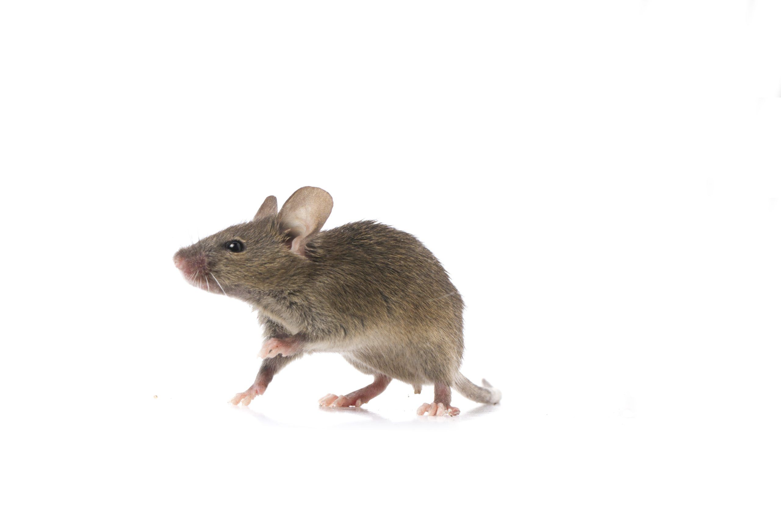 Mouse Repellant - How It works - Bee Smart Pest Control LLC - Mouse Control